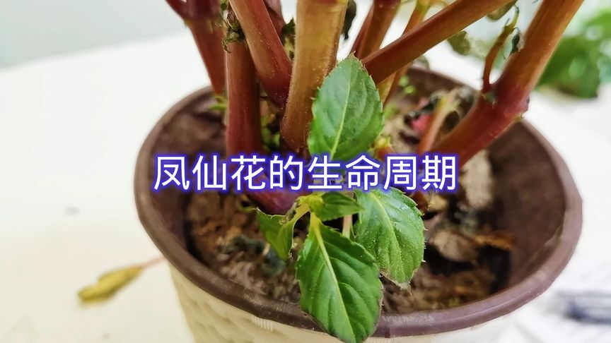 凤仙花的生命周期