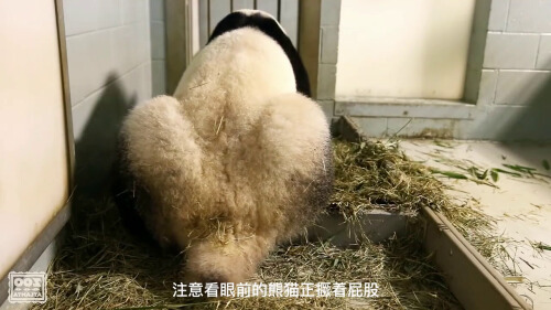 没想到刚出生的小熊猫跟小老鼠一样,长大后却非常可爱