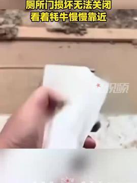 游客称爬山如厕时偶遇牦牛,厕所门损坏无法关闭,看着牛慢慢靠近