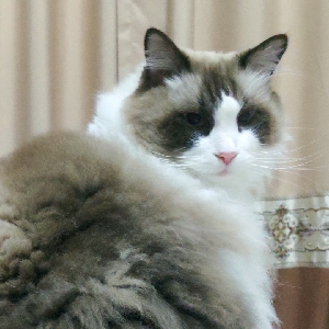 小柿子炒小竹子 