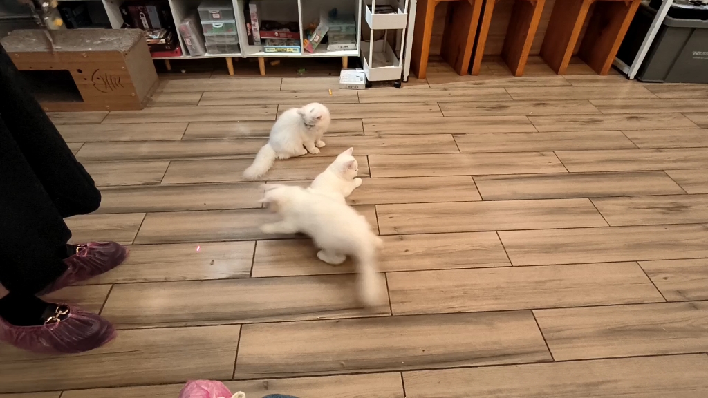 激光猫猫!