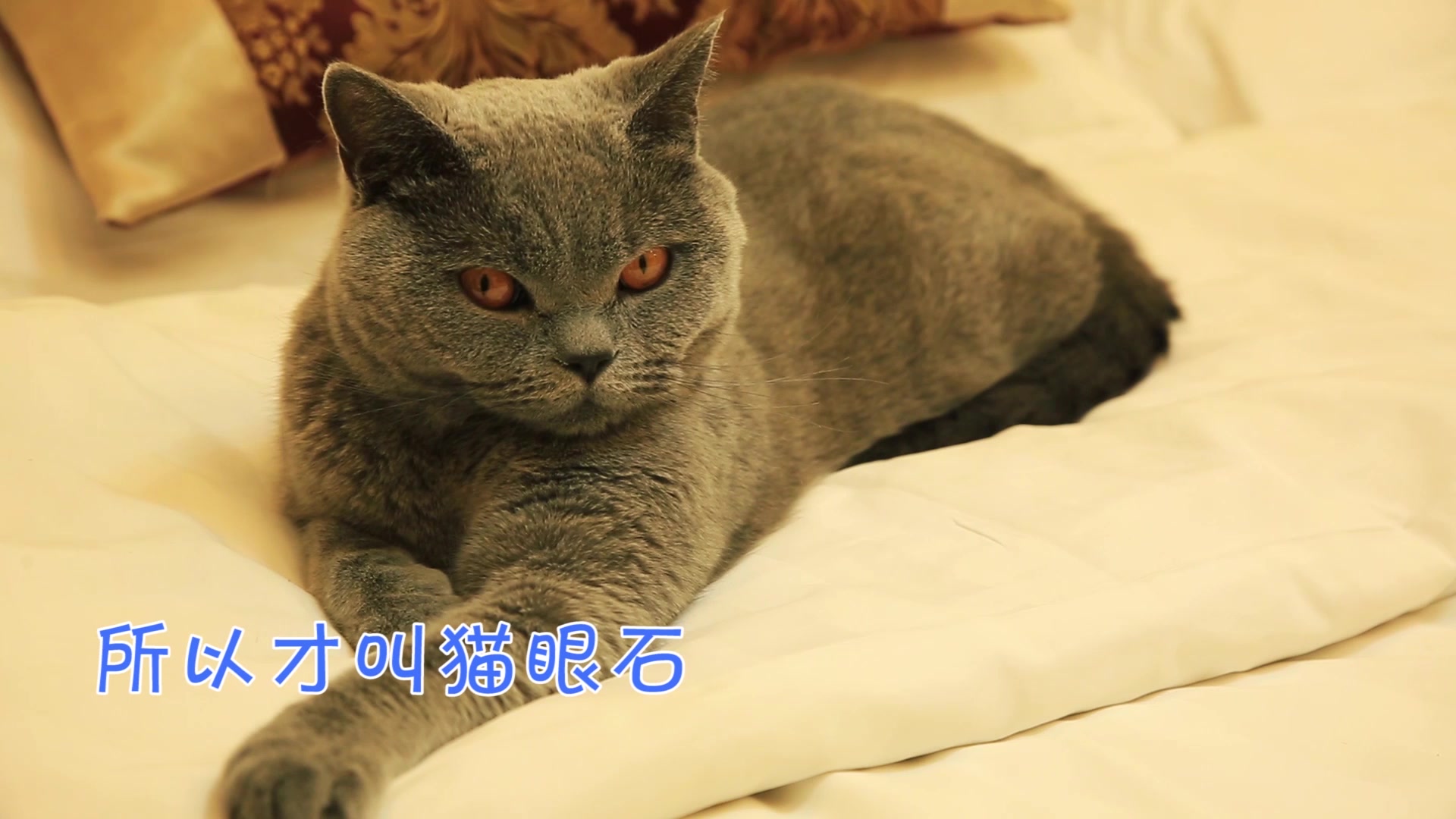 【小武喵记】猫眼石和猫咪到底有没有关系?其实是这么回事