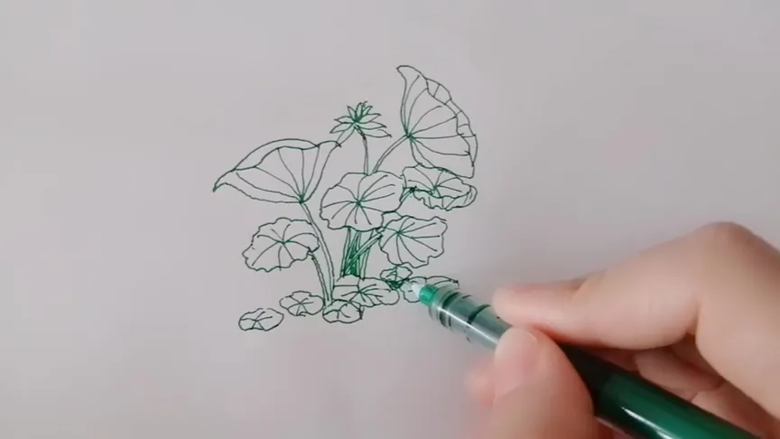 【钢笔画】基础篇六:荷花的画法
