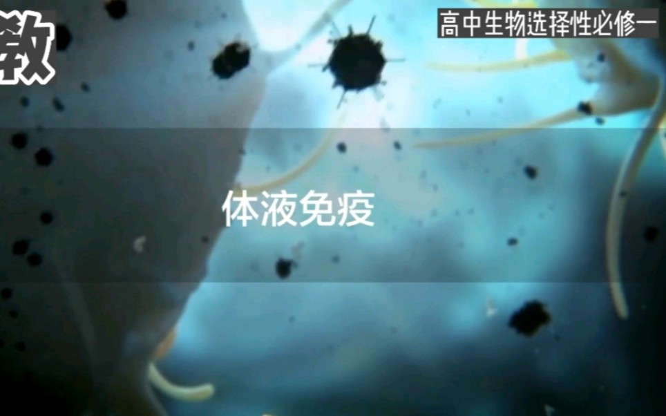 特异性免疫—体液免疫