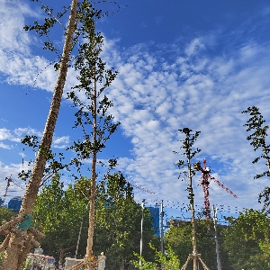 工作需要脑细胞 