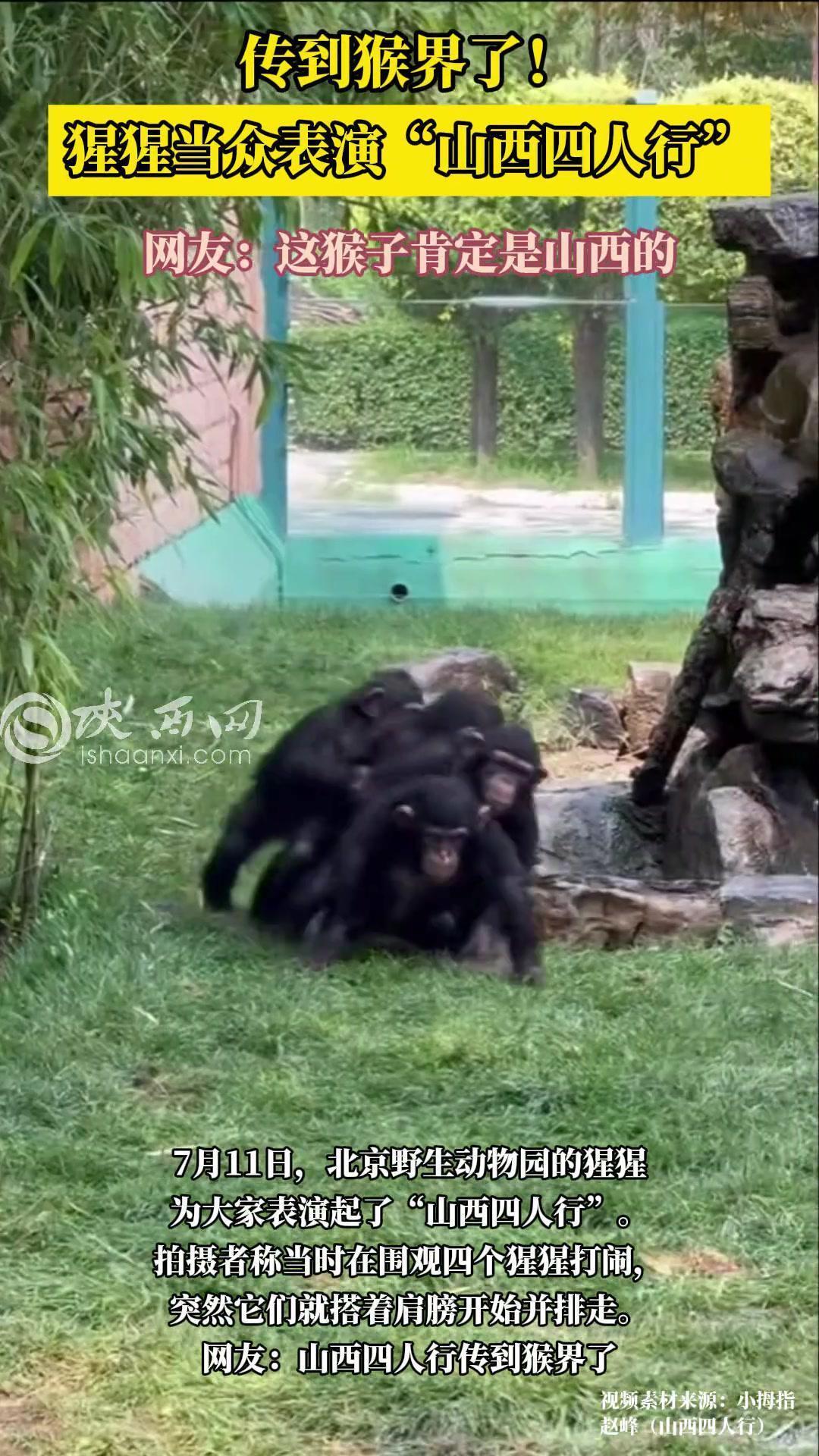 传到猴界了!北京野生动物园的猩猩当众表演“山西四人行”,网友:这...