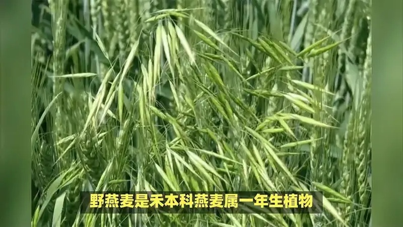 野燕麦是什么植物野燕麦的功效