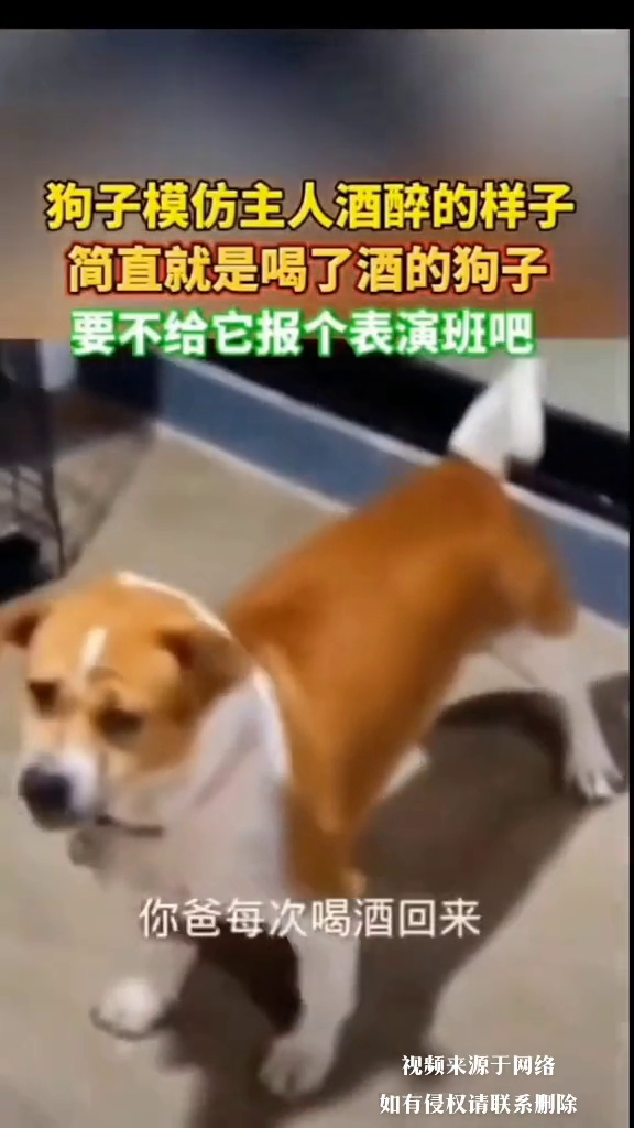 神奇动物在抖音狗狗模仿醉酒主人