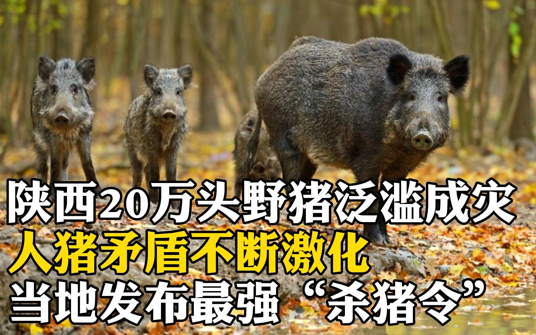 ...成灾,人猪矛盾不断激化,当地发布最强“杀猪令”,能压制野猪数量吗?