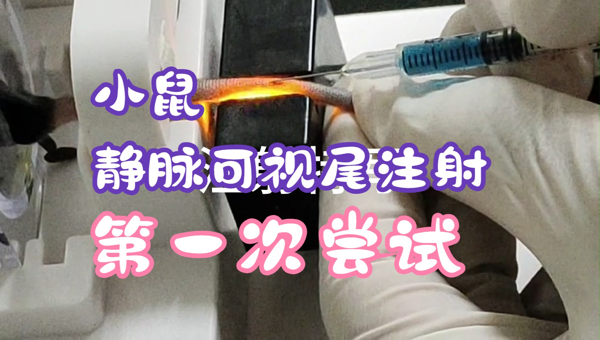 实验日常:小鼠静脉可视尾注射,特写镜头来啦