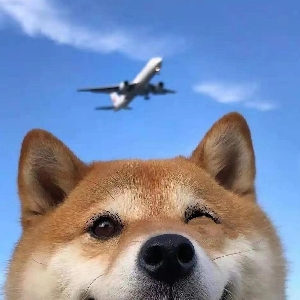 大三轮的小学员 
