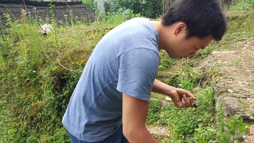 手指流血,农村小伙用路边野草立马止血,很多人都不知道它的功效