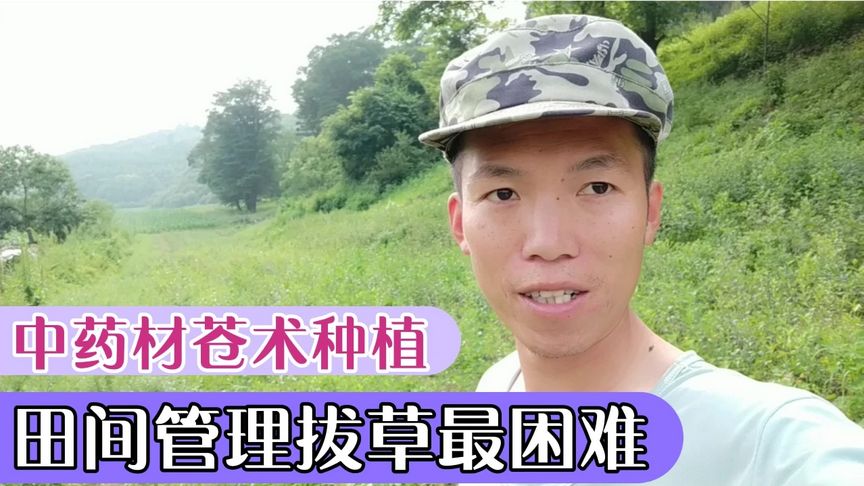 中药材苍术种植,田间管理,开启拔草模式,最困难的也就是除草!
