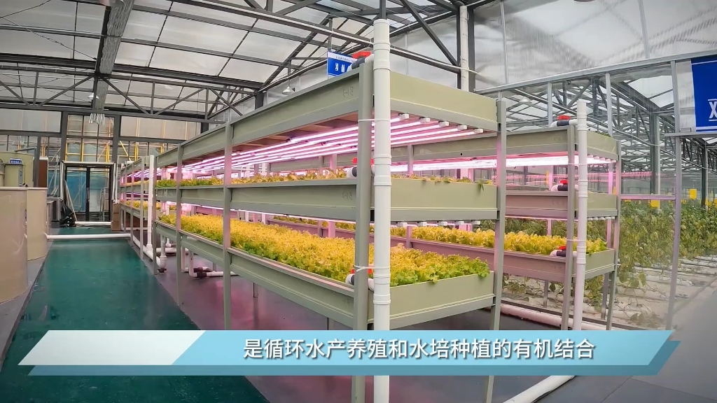 鱼菜共生系统的原理,今天就与大家一同来了解一下鱼菜共生的原理吧