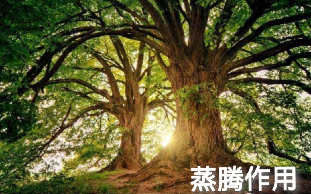 【初中生物】七上 第五章 第4节 蒸腾作用—北师大版