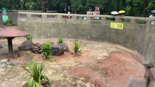 景点下雨天最受欢迎的动物,也还在卖力表演,小朋友都喜欢看