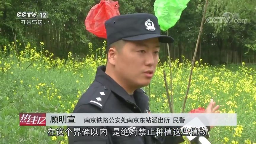 江苏南京 铁路绿化带竟成“私家菜园”