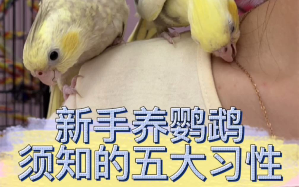 新手看过来!饲养鹦鹉,必须知道的五大习性