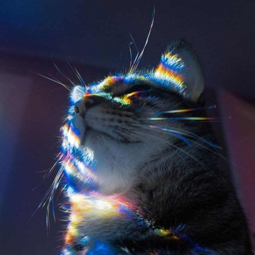 _琉璃猫 