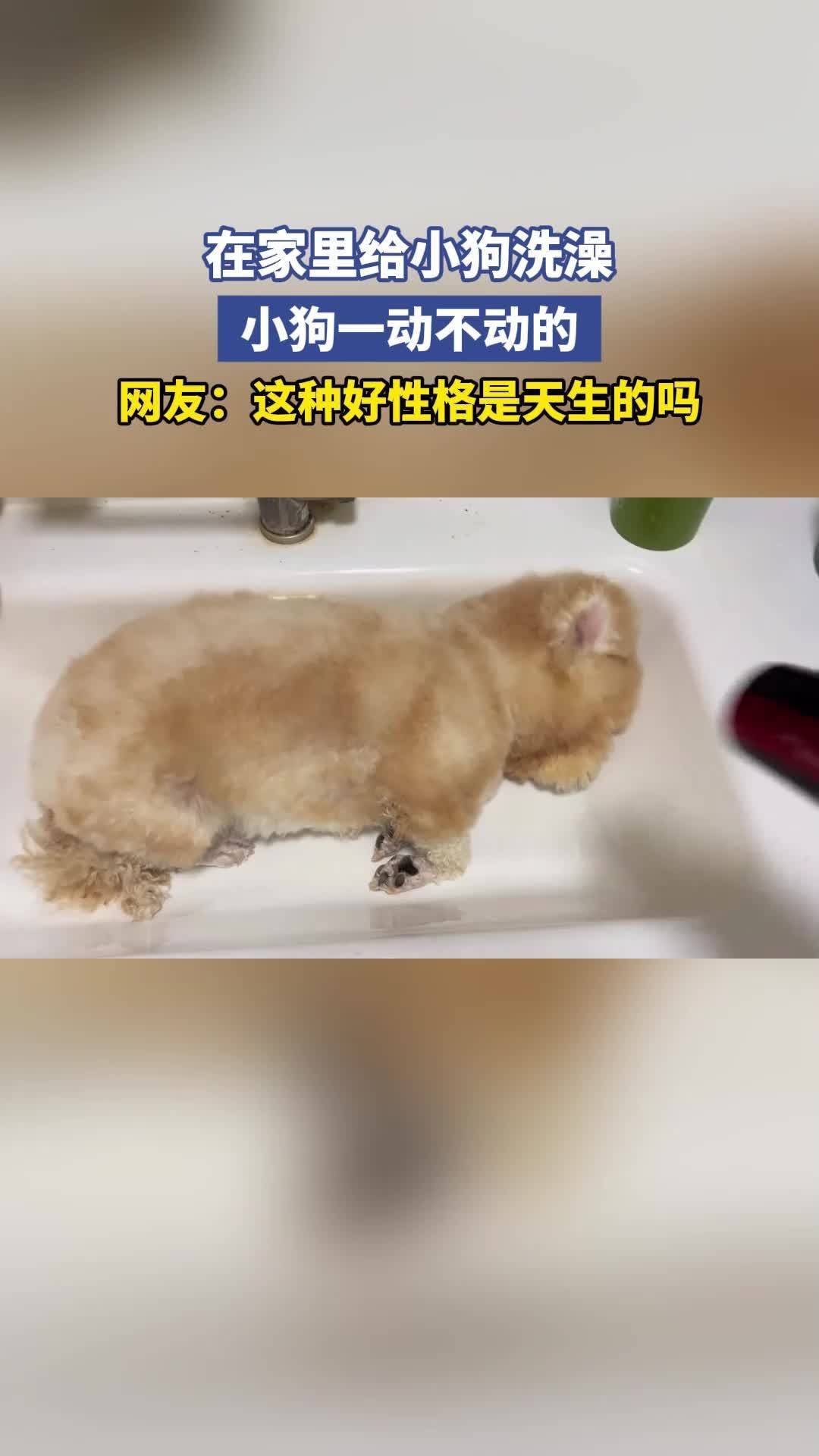 在家里给小狗洗澡,小狗一动不动的,网友:这种好性格是天生的吗