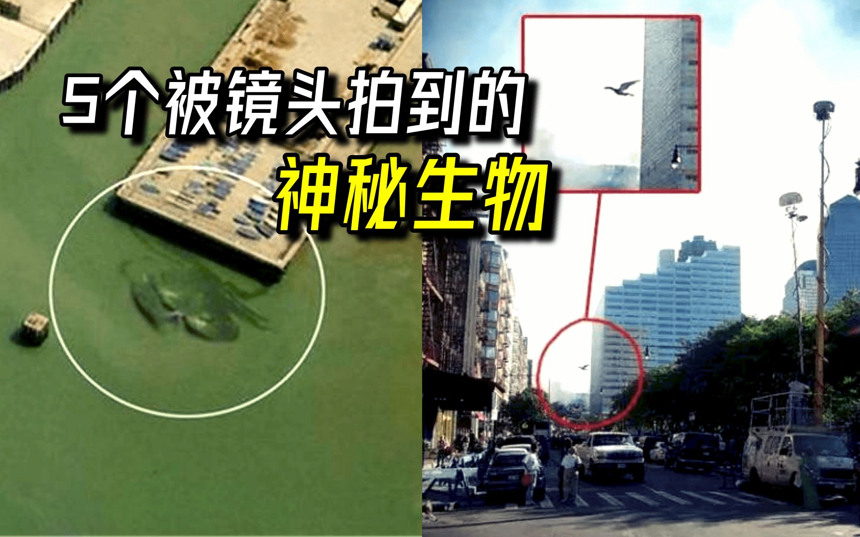 5个被镜头拍到的神秘生物,巨型螃蟹15米长,北海巨妖被拍下?