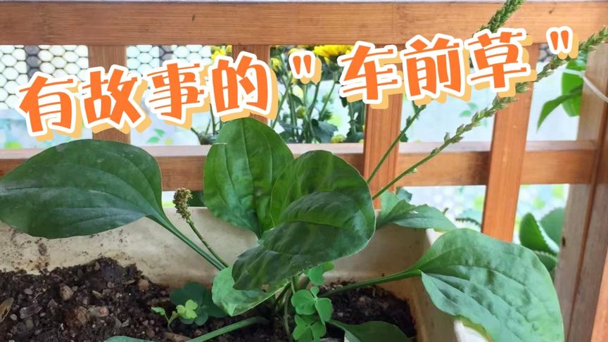 有故事的车前草全身都是宝,有很好功效,可泡水喝也可炖汤!