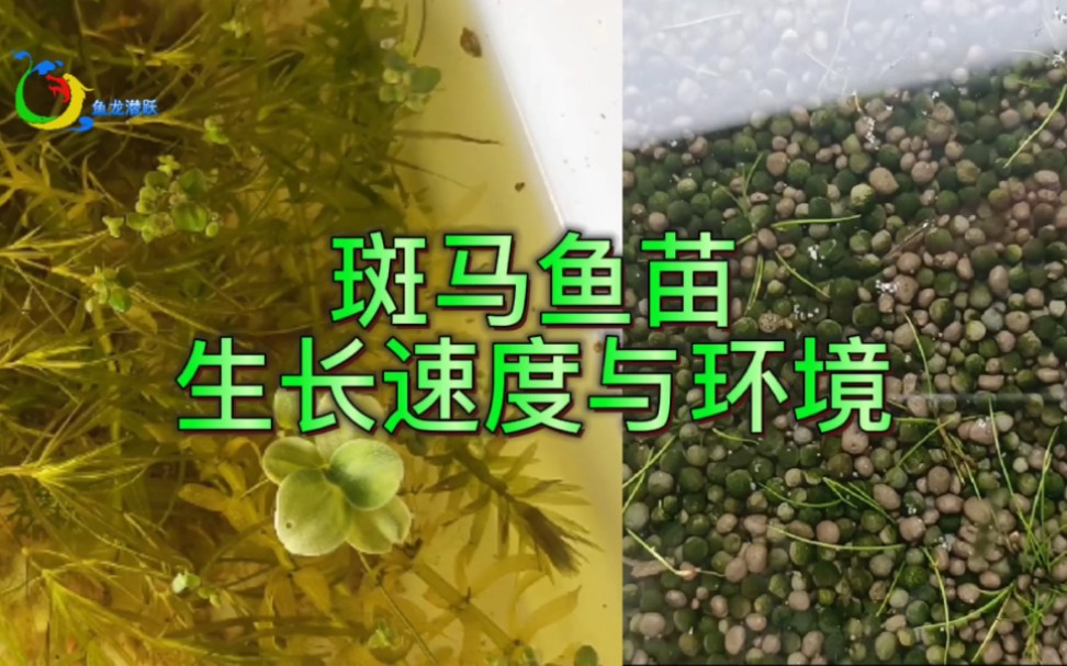 斑马鱼苗生长速度与环境、温度的关系,做个记录!