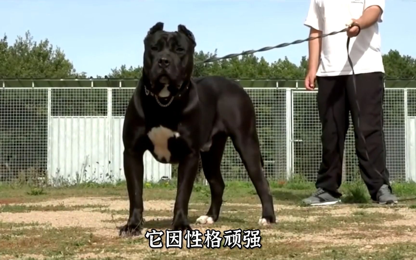 世界上最凶猛的十种狗,各个都很彪悍,看到就赶紧逃!