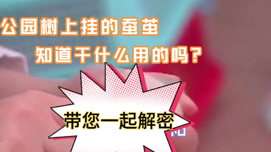 公园树上挂的蚕茧有什么用么?带您一起解密哦