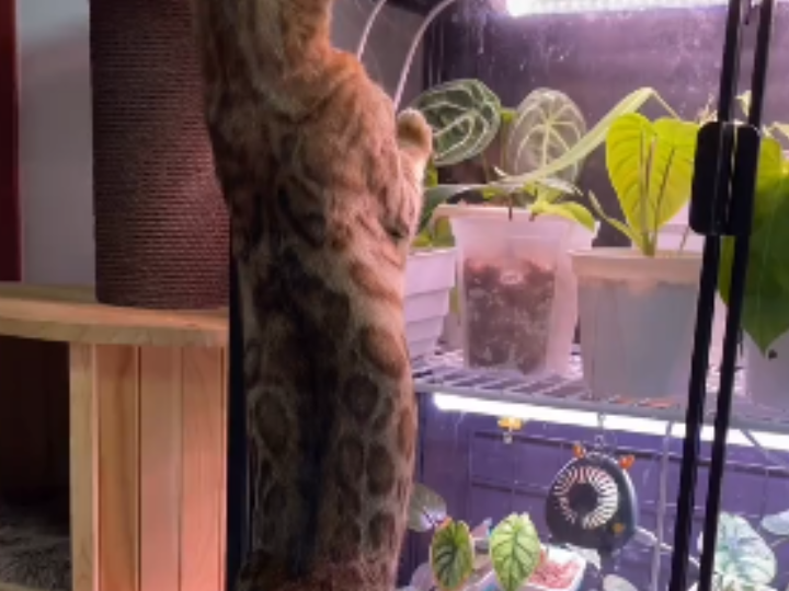 【动物观察局】它想吃鱼缸吗