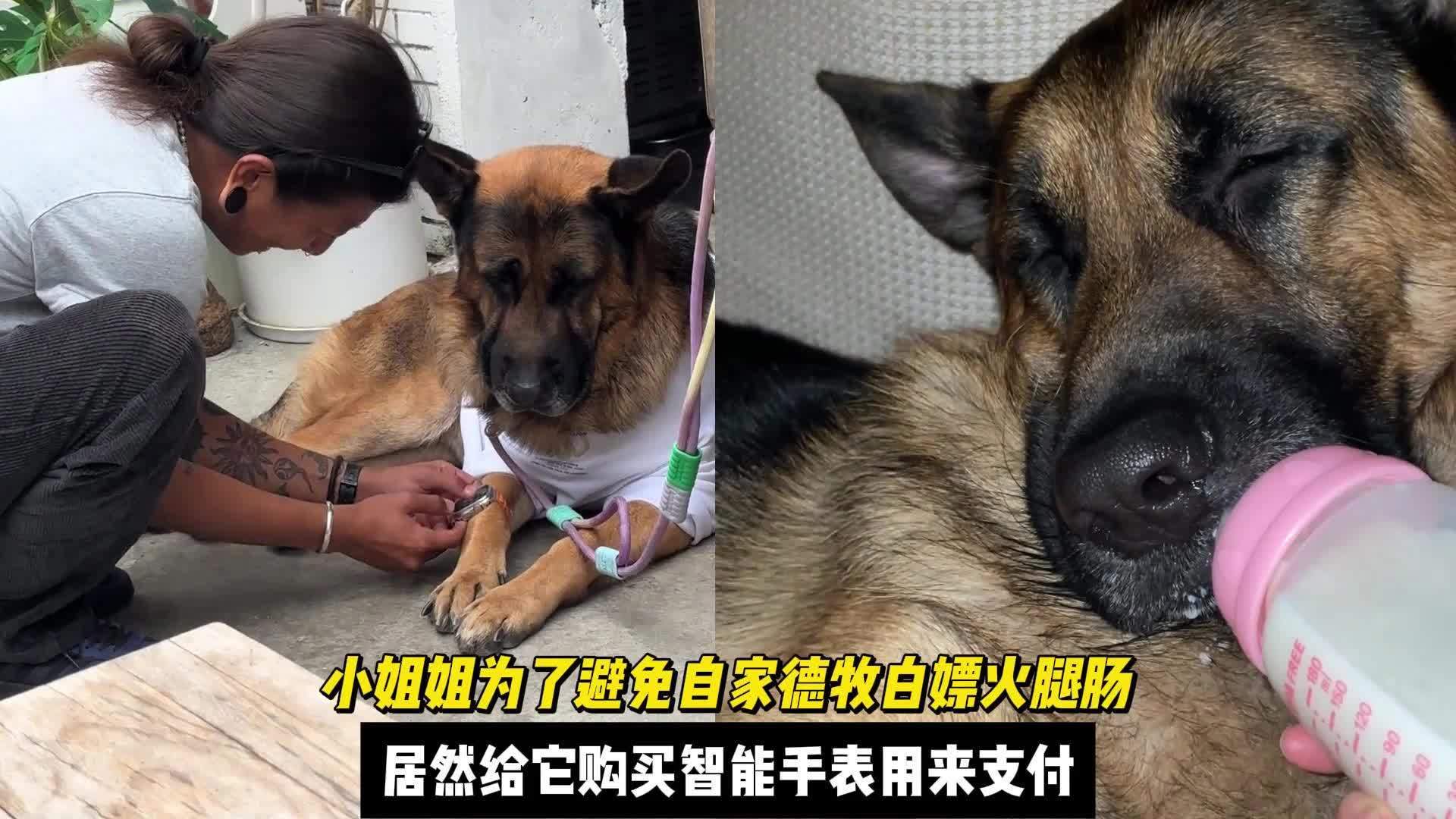 小姐姐为避免自家德牧白嫖火腿肠,居然给它购买智能手表用来支付