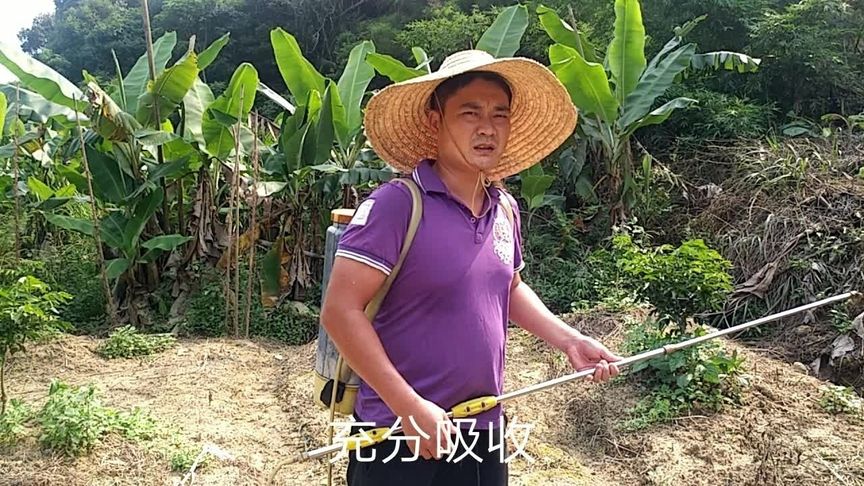 如何加强田间果树病虫害防治,提高增产经济效益呢?