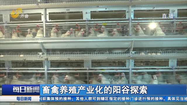 数字赋能,阳谷打造现代农业产业园,开启“智慧畜牧”新时代