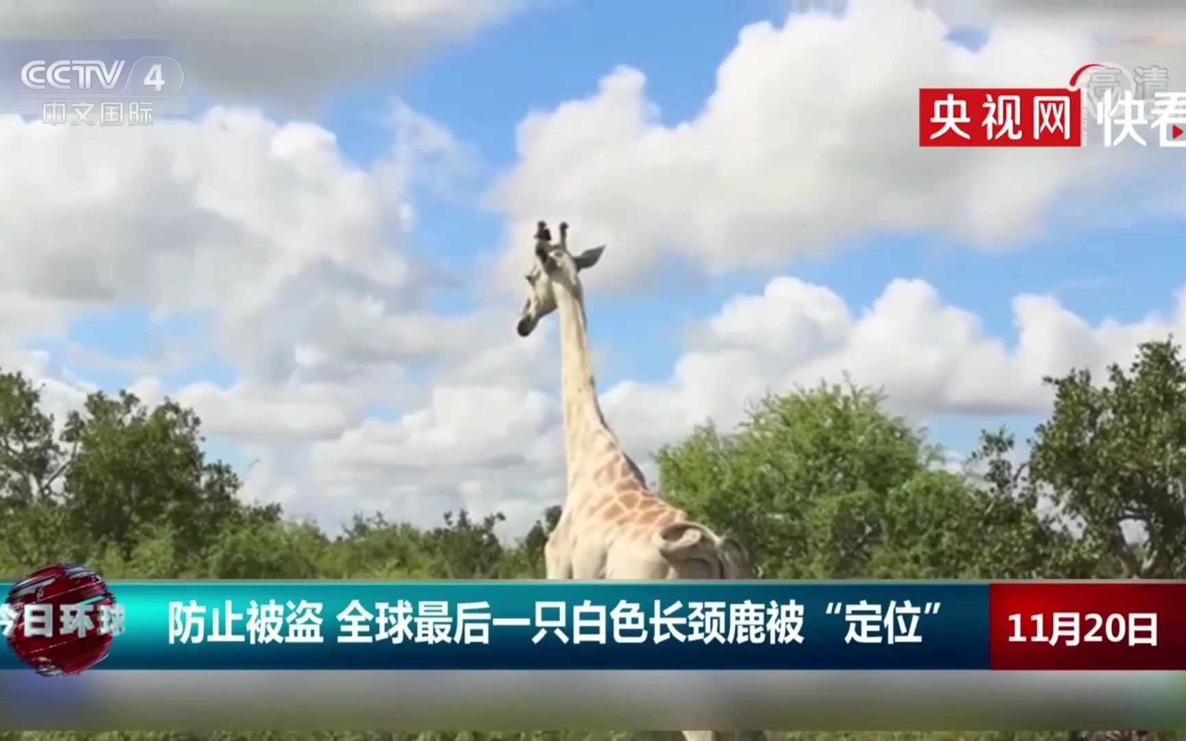 全球最后一只白色长颈鹿被安装GPS,以防止偷猎者捕杀【防止被盗 ...