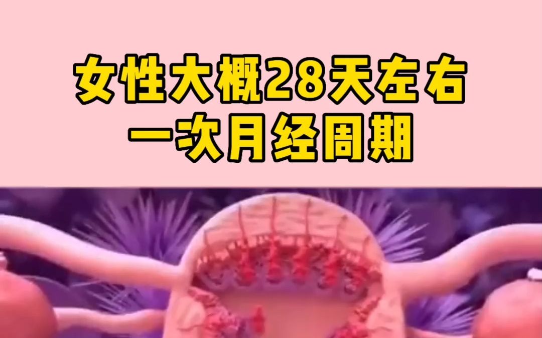 女性的排卵周期你知道吗