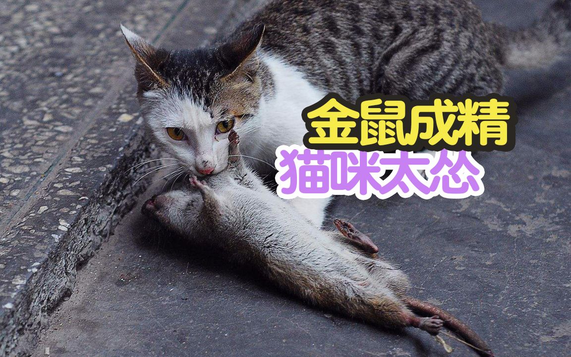 5段猫咪抓老鼠的瞬间,第一只老鼠你是要成精了吗