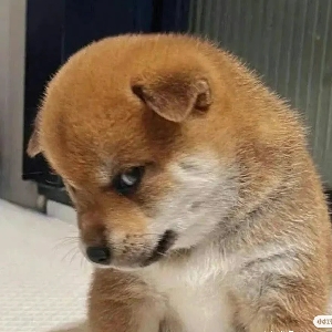 乱涂乱画的胖墩儿 
