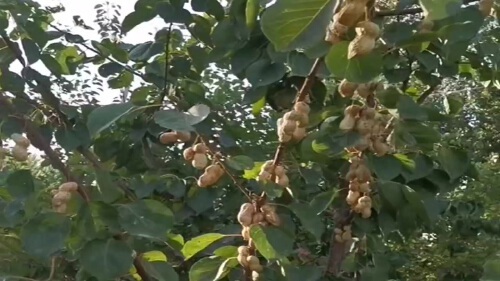 花生长在树上的?我一直以为是长在土里面的