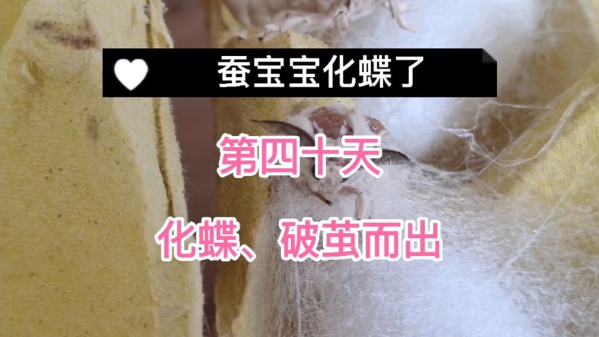 蚕宝宝破茧成蝶的过程,快来观看吧