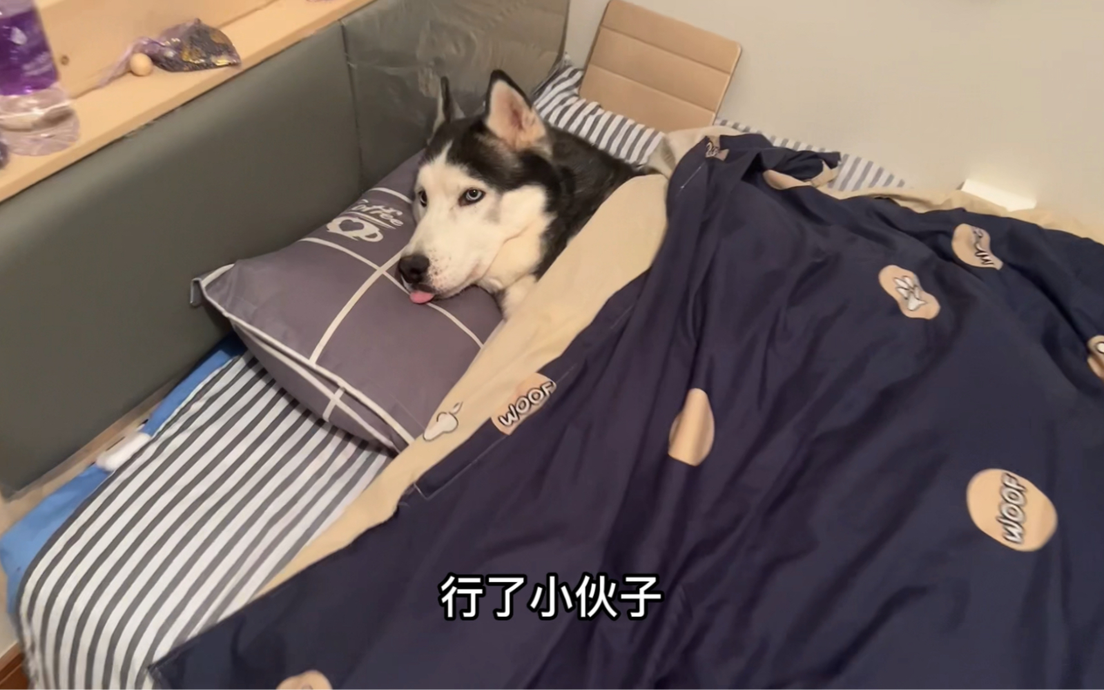 工具狗的正确用法,哈哈