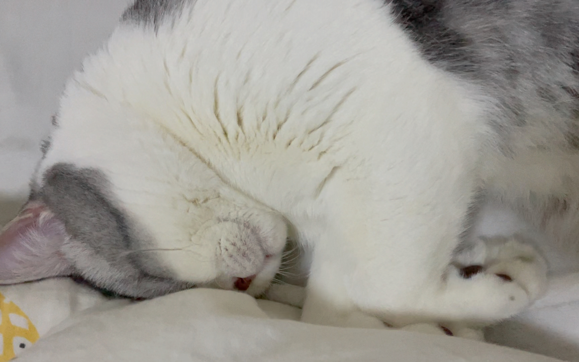以为家里来了坏人!真相竟是猫的呼噜声太大!