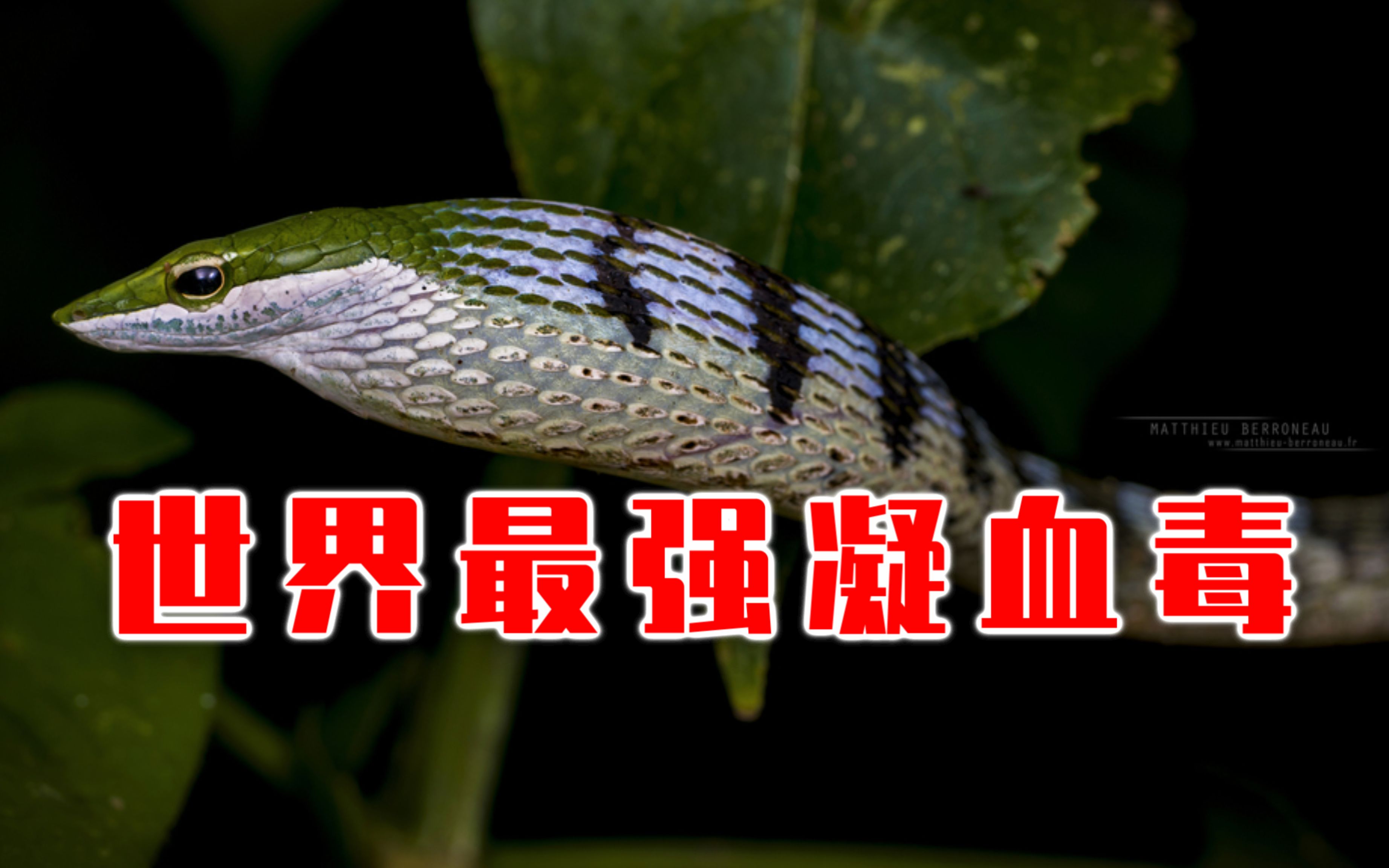 拳打太攀蛇!脚踢虎蛇!世界上凝血能力最强的毒蛇!
