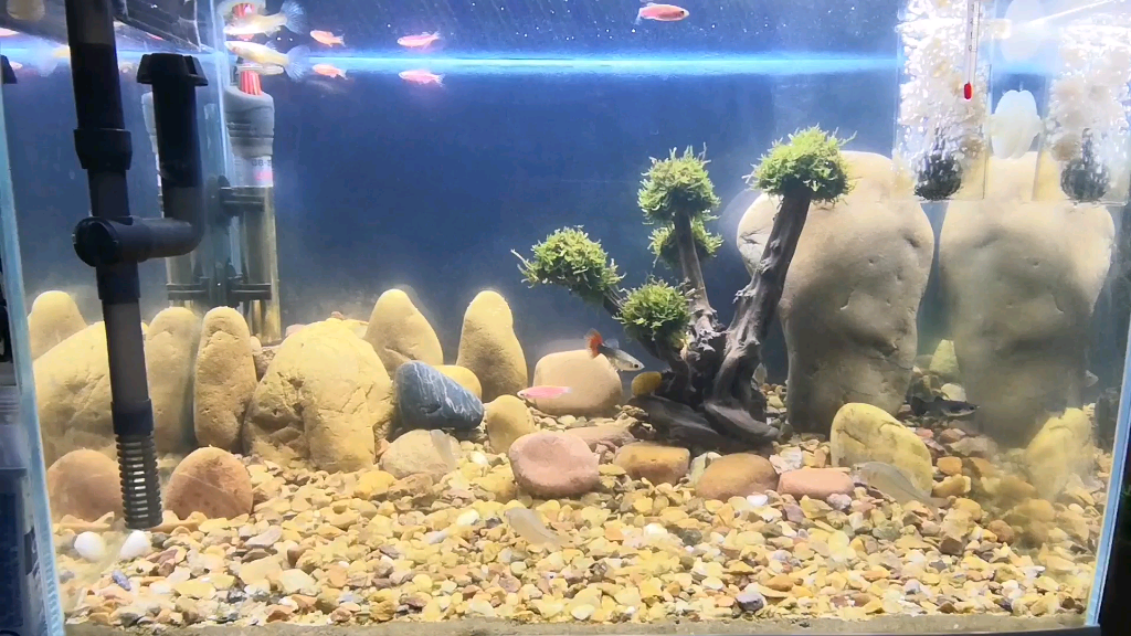 【原生鱼缸】爆藻初见成效,出绿藻了,每天光照10几个小时,电费没浪费...