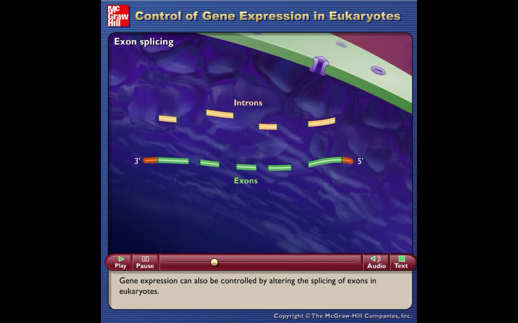 真核生物的基因表达调控-Control of Gene Expression in Eukaryotes-动画