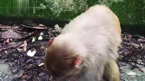 困难面对母猴时,她如何做到优先保护小猴子的安全故事