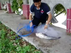 ...用最小的第四代新型手抛网抓十几斤野生鲶鱼 手抛网撒网钓鱼技巧