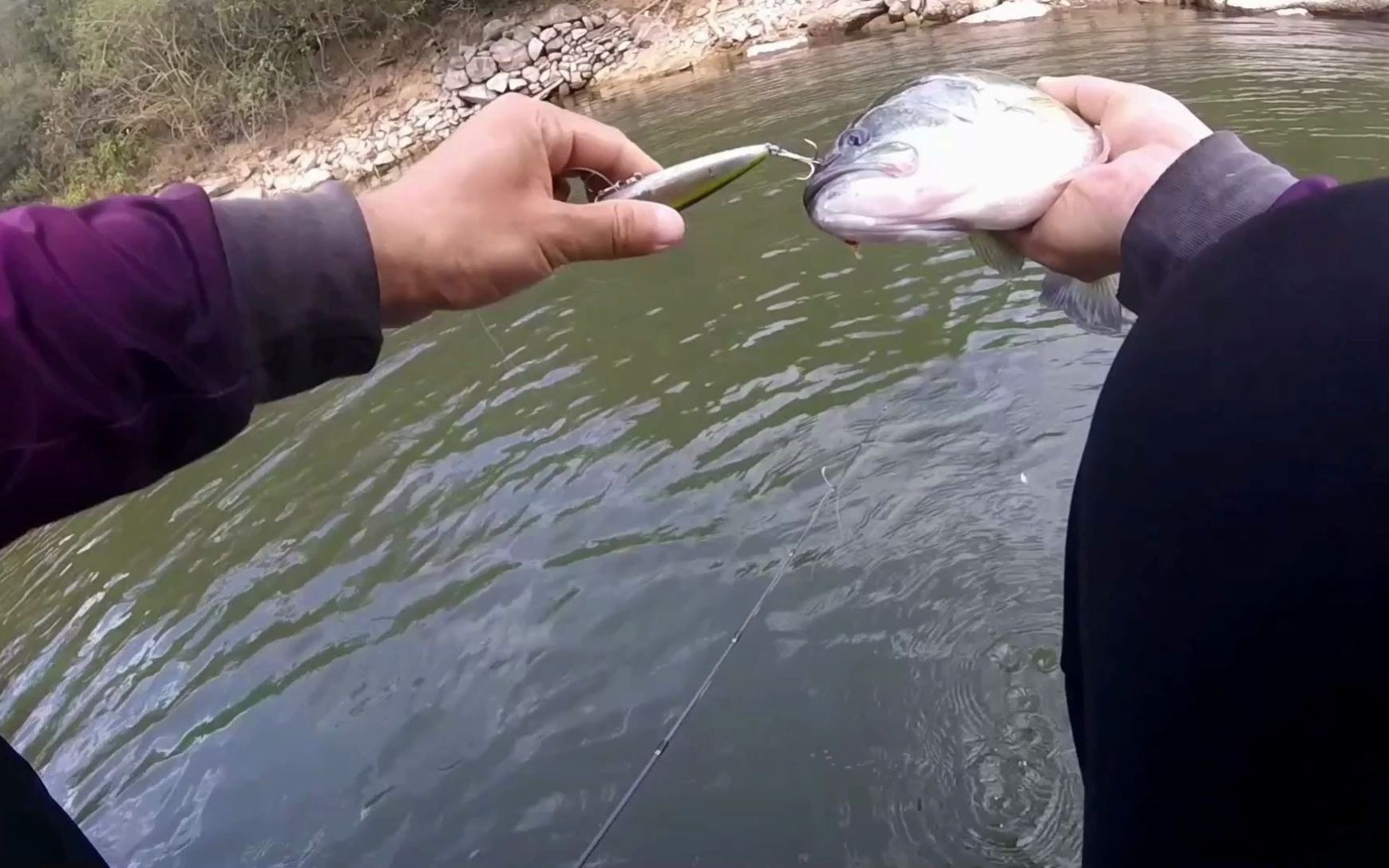 钓鱼最好玩的假饵之一——之字狗的操作技巧