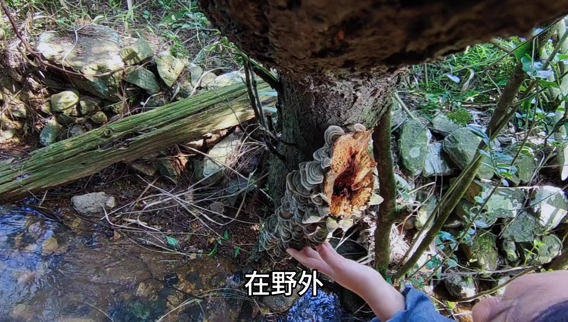 小霄据说柴葛药用价值比粉葛的要高,泡茶煲汤可清凉解暑防三高!