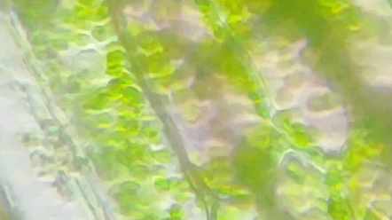 黑藻细胞中细胞质(叶绿体)的流动