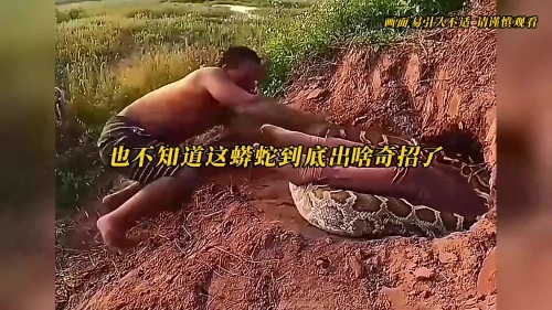 精彩的动物世界:蟒蛇居然对人类使出杀手锏,值得一看哦